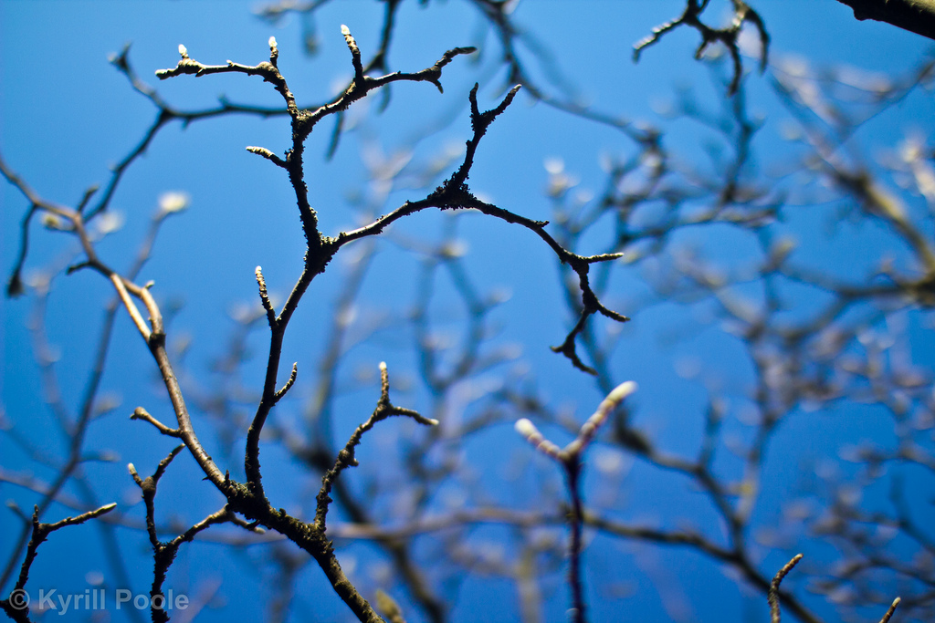 Springtime Photography